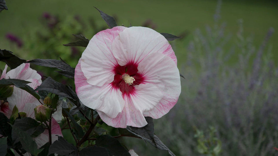 Summerific® Perfect Storm Hibiscus | Plant Addicts