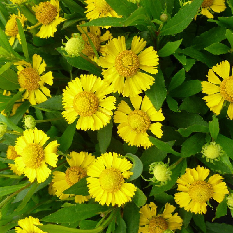 SALUD™ Yellow Sneeze Weed | Plant Addicts