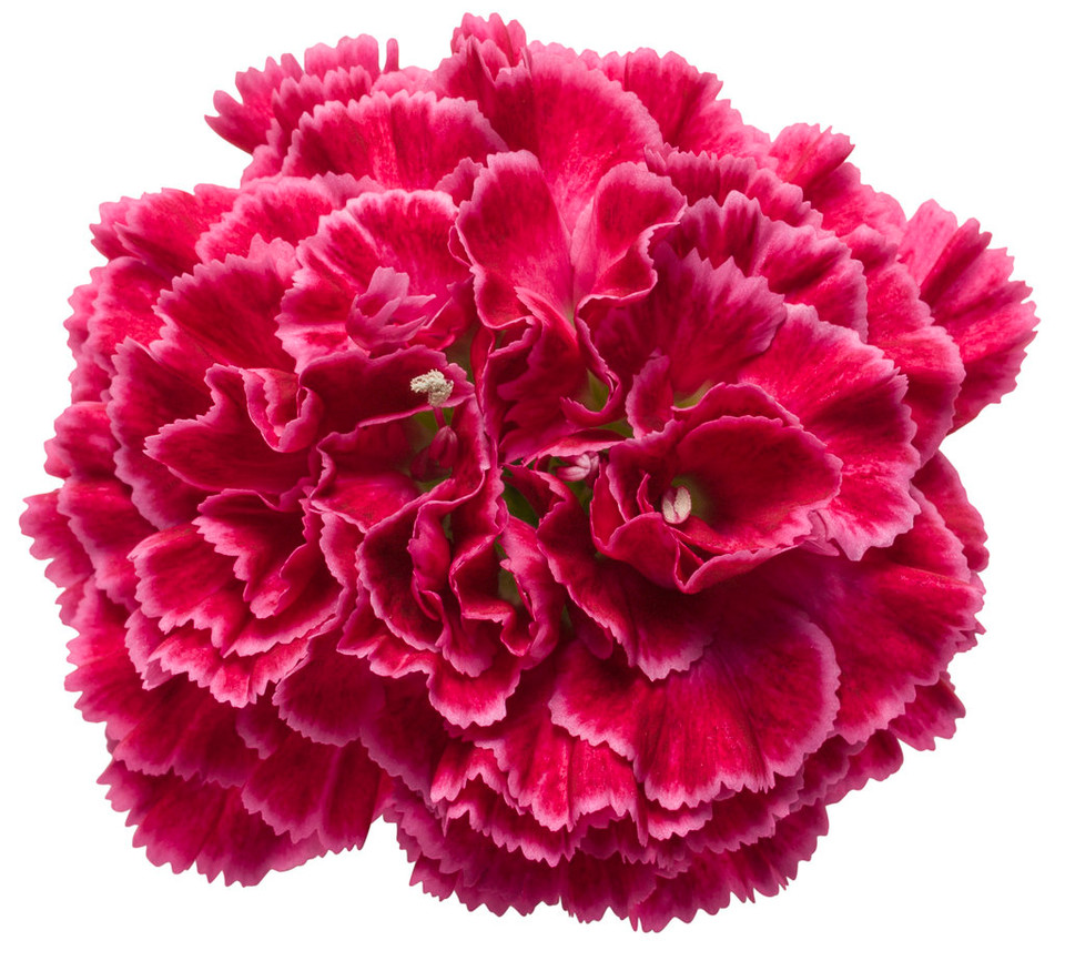 Fruit Punch® Raspberry Ruffles Pinks Dianthus | Plant Addicts