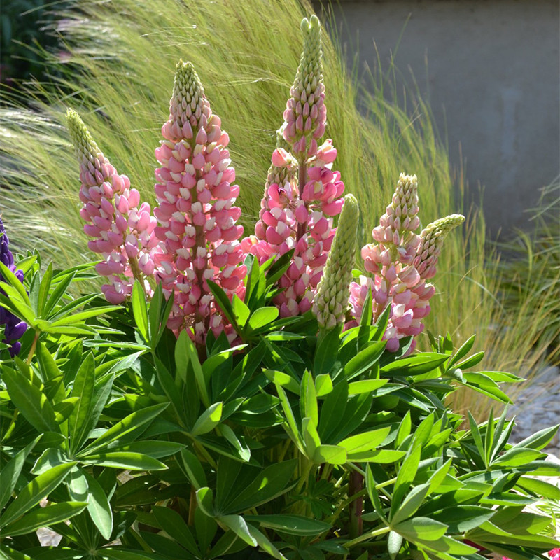 Mini Gallery Pink Bicolor Lupine | Plant Addicts