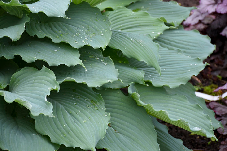 Shadowland® Diamond Lake Hosta | Plant Addicts