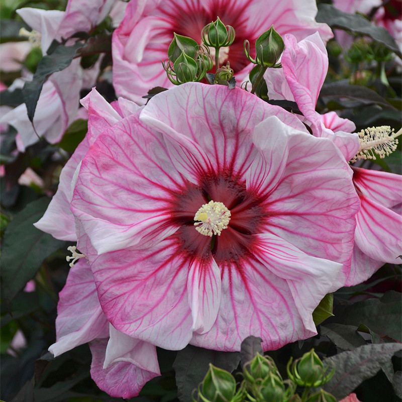 Starry Starry Night Hibiscus | Plant Addicts