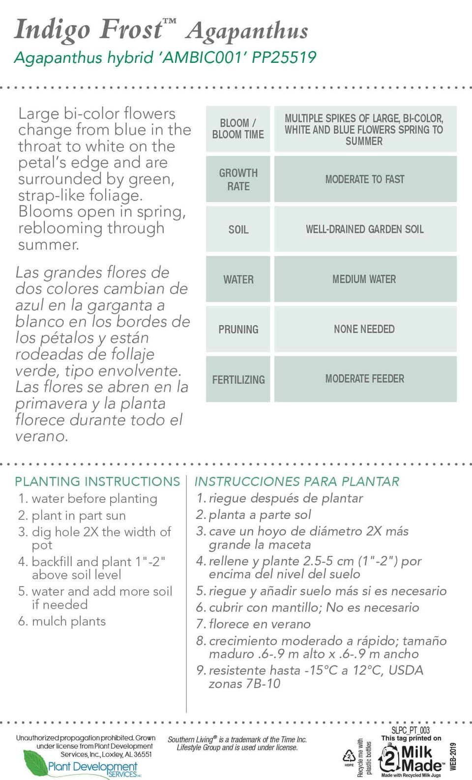 Indigo Frost Agapanthus | PlantAddicts.com