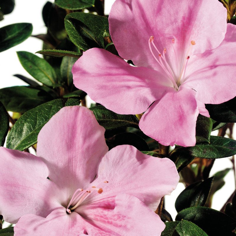 Encore Azalea