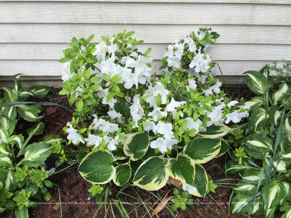 Girard's Pleasant White Evergreen Azalea | PlantAddicts.com