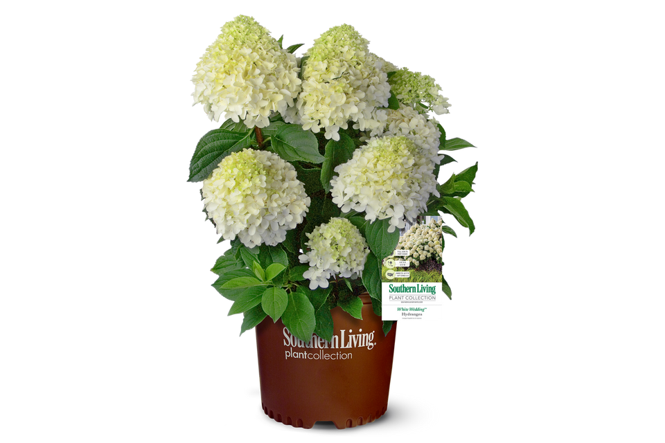 White Wedding Hydrangea | PlantAddicts.com