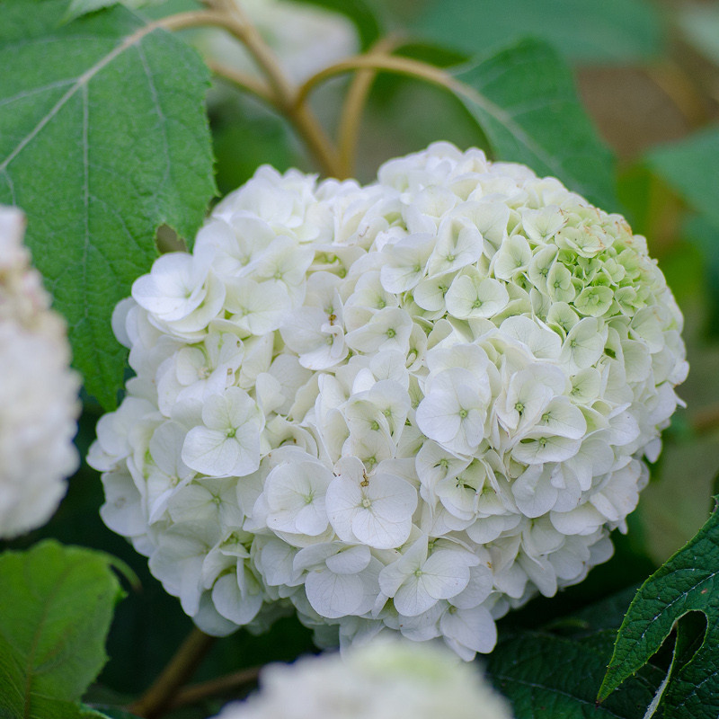 Tara Hydrangea | PlantAddicts.com