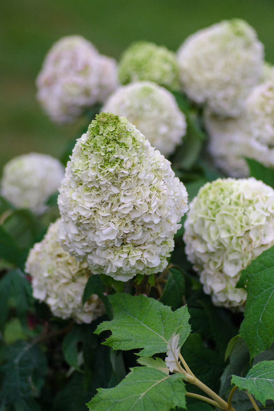 Tara Hydrangea | PlantAddicts.com