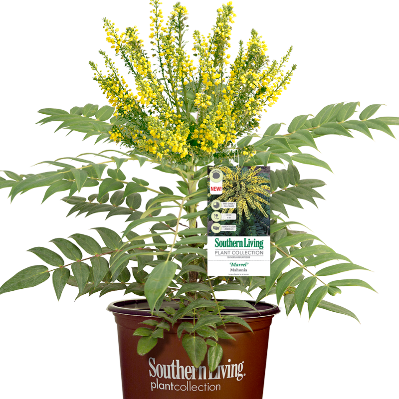 Marvel Mahonia | PlantAddicts.com