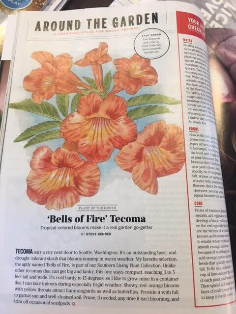 Bells of Fire Tecoma - Esperanza | PlantAddicts.com