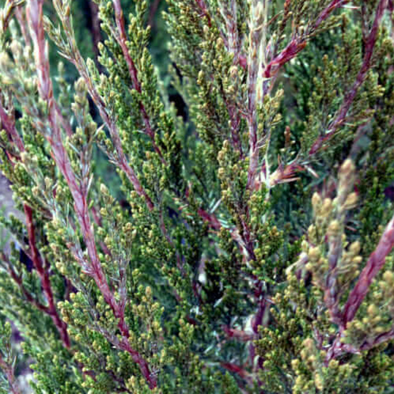 Blueberry Delight Juniper | Plant Addicts