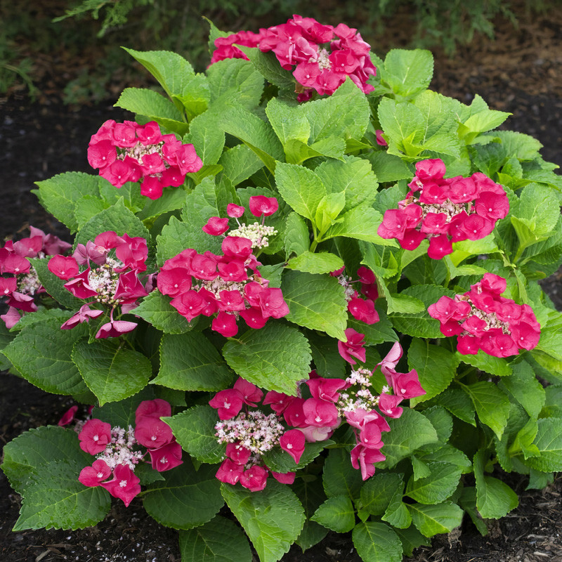 Cherry Explosion Hydrangea | Plant Addicts