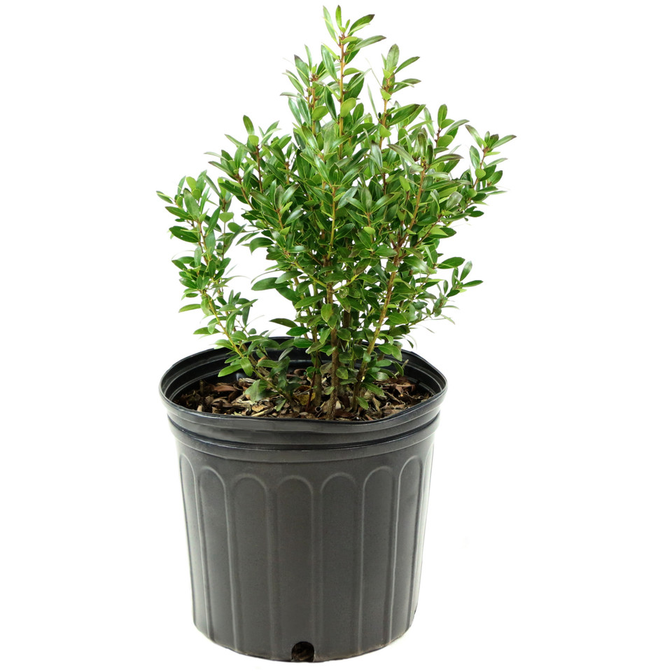 Shamrock Inkberry Holly | Plant Addicts