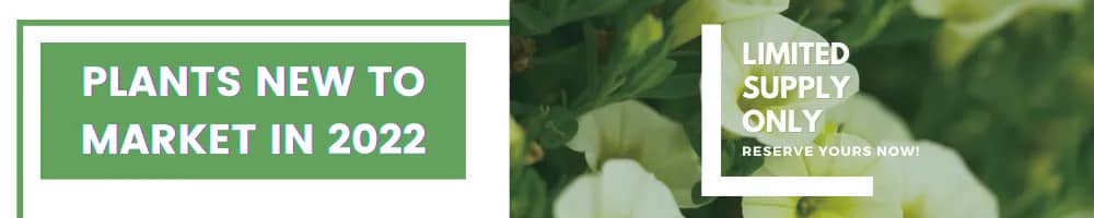 Plant Addicts | Plants For Sale Online