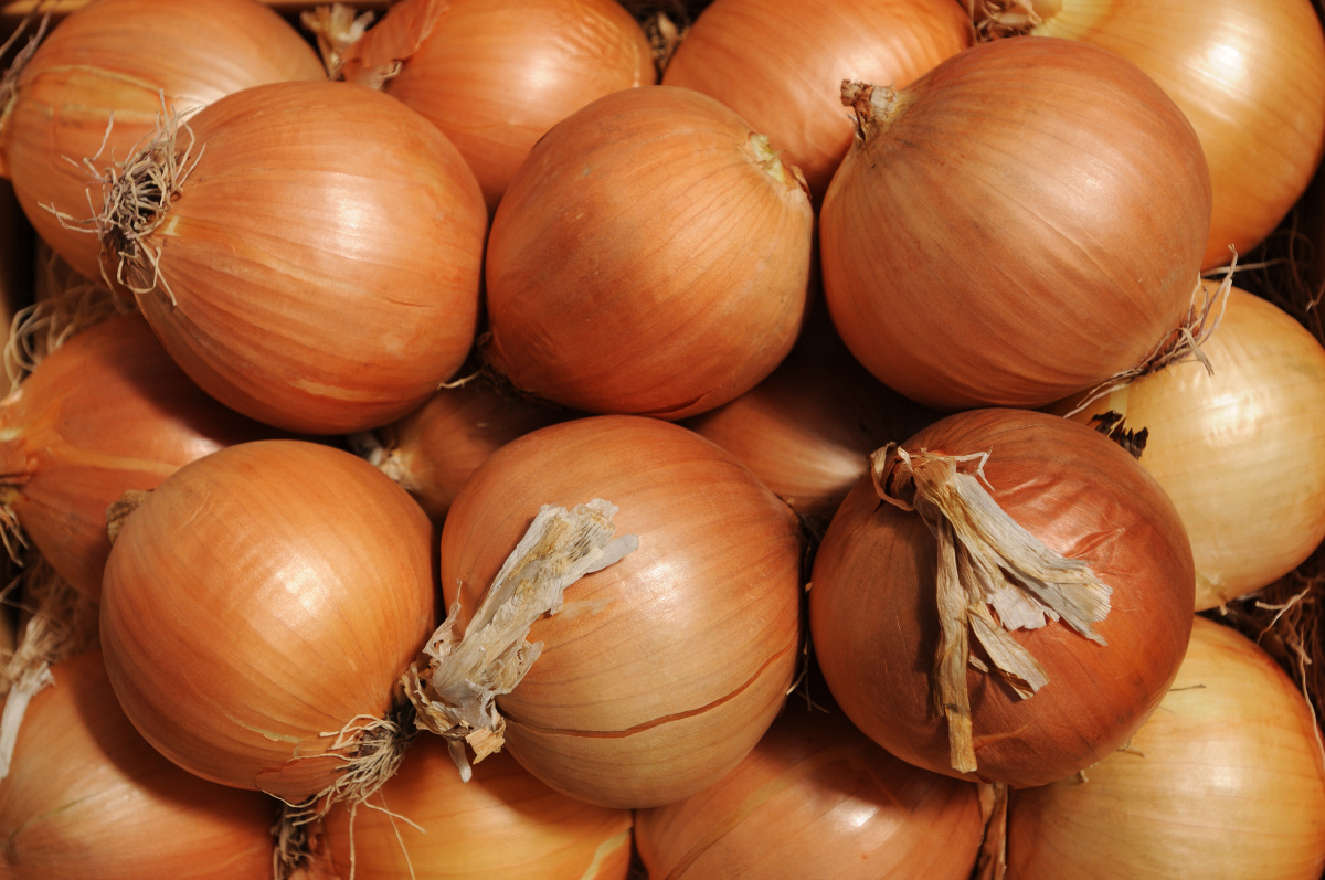 yellow or brown onion