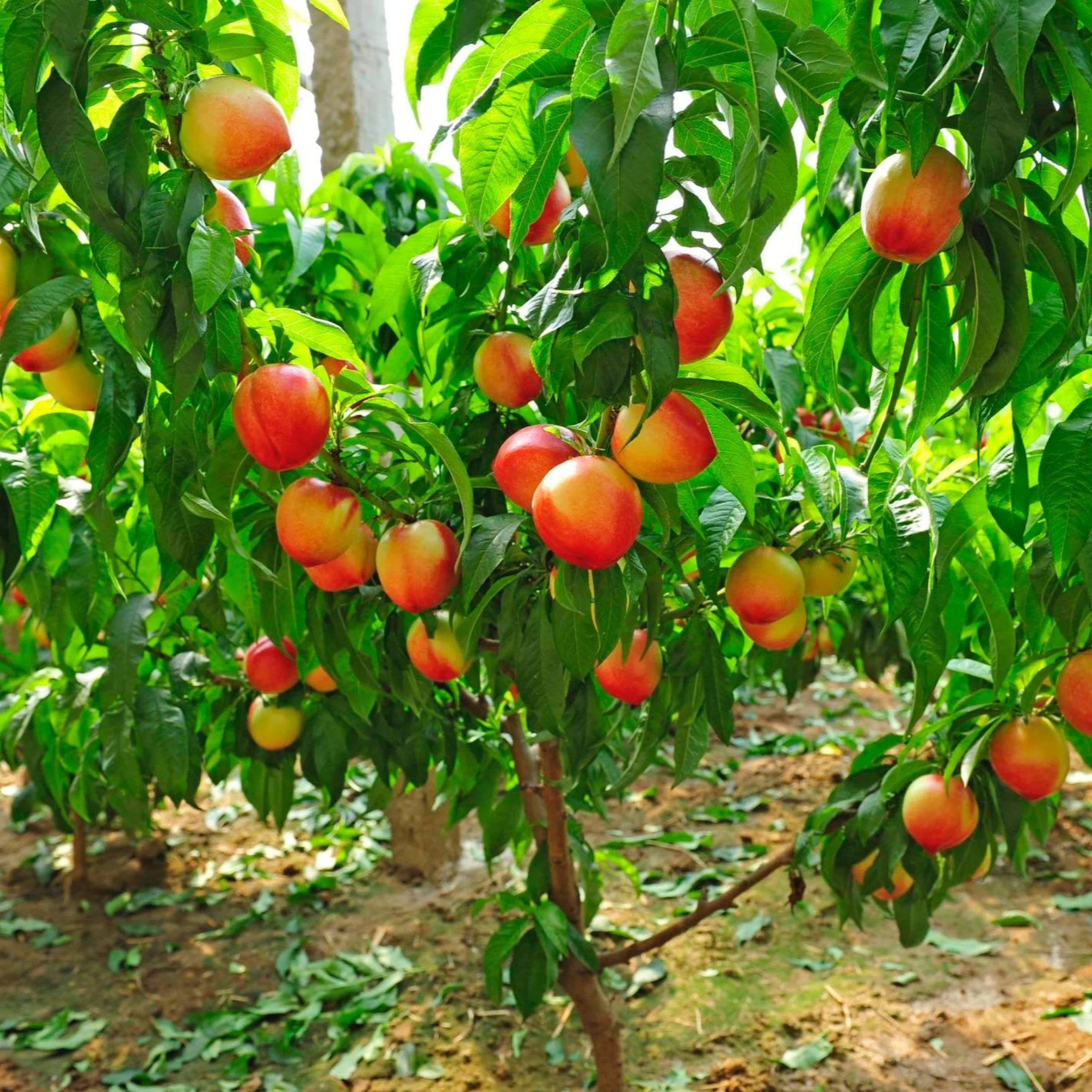 peach tree with fruit