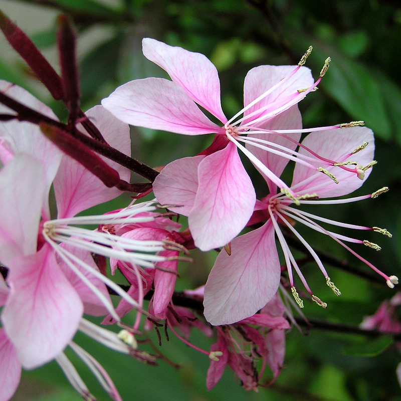 Gaura Plant | Plant Addicts