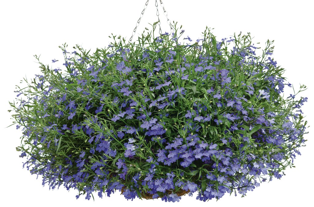 lobelia flower basket