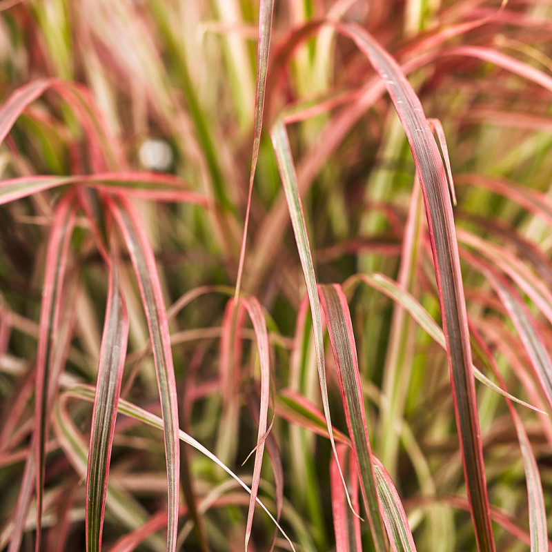 Graceful Grasses® Fireworks Variegated Red Fountain Grass | Plant Addicts
