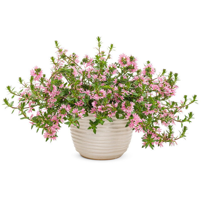 Whirlwind® Pink Fan Flower | Plant Addicts