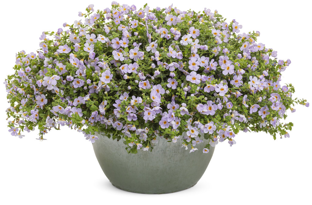 bacopa blue seeds
