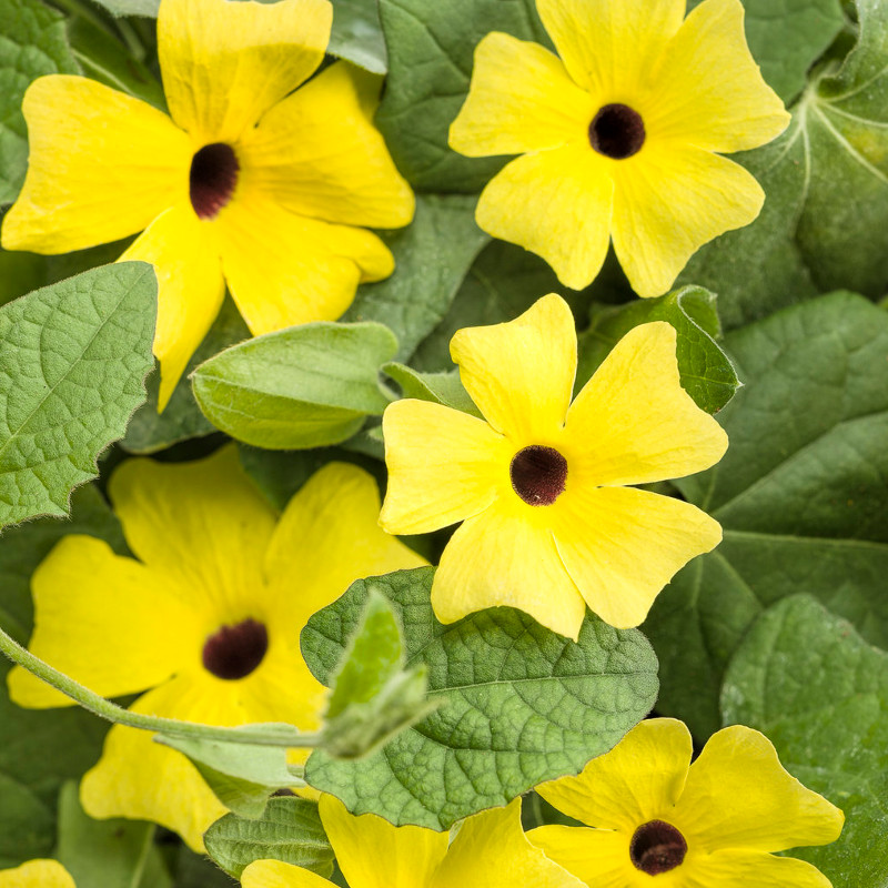 Lemon A-Peel® Black-Eyed Susan Vine | Plant Addicts