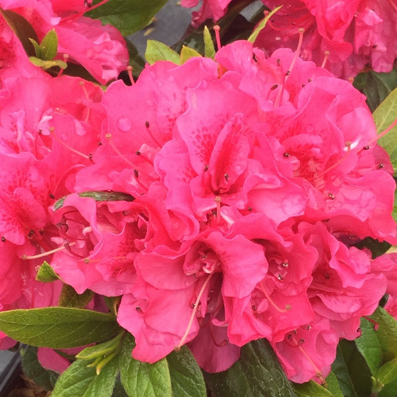 Perfecto Mundo® Double Dark Pink Azalea | Plant Addicts