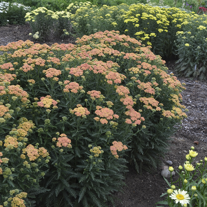 Firefly Peach Sky Yarrow | Plant Addicts