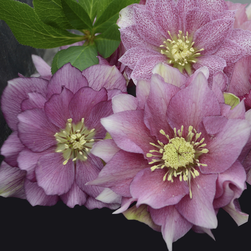 Wedding Party® Maid of Honor Lenten Rose | Plant Addicts