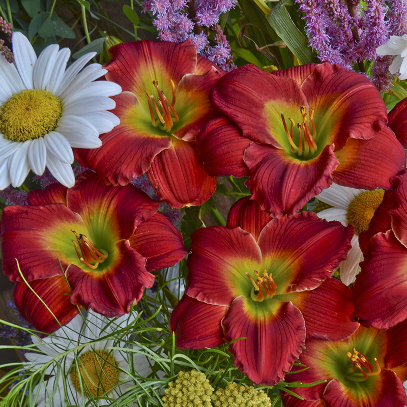Happy Ever Appster Red Hot Daylily | Plant Addicts
