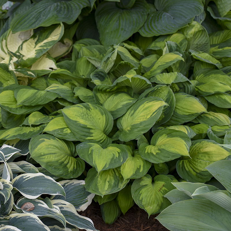 Captain Kirk Hosta Plant Addicts