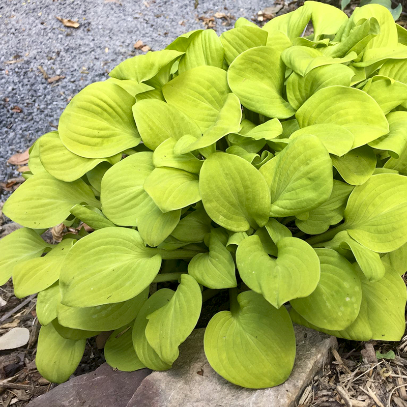 Sun Mouse Hosta | Plant Addicts