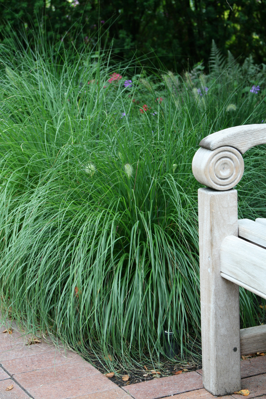 Dwarf Fountain Grass Design