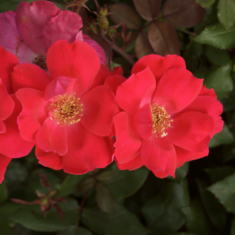 Red Knock Out Rose | PlantAddicts.com