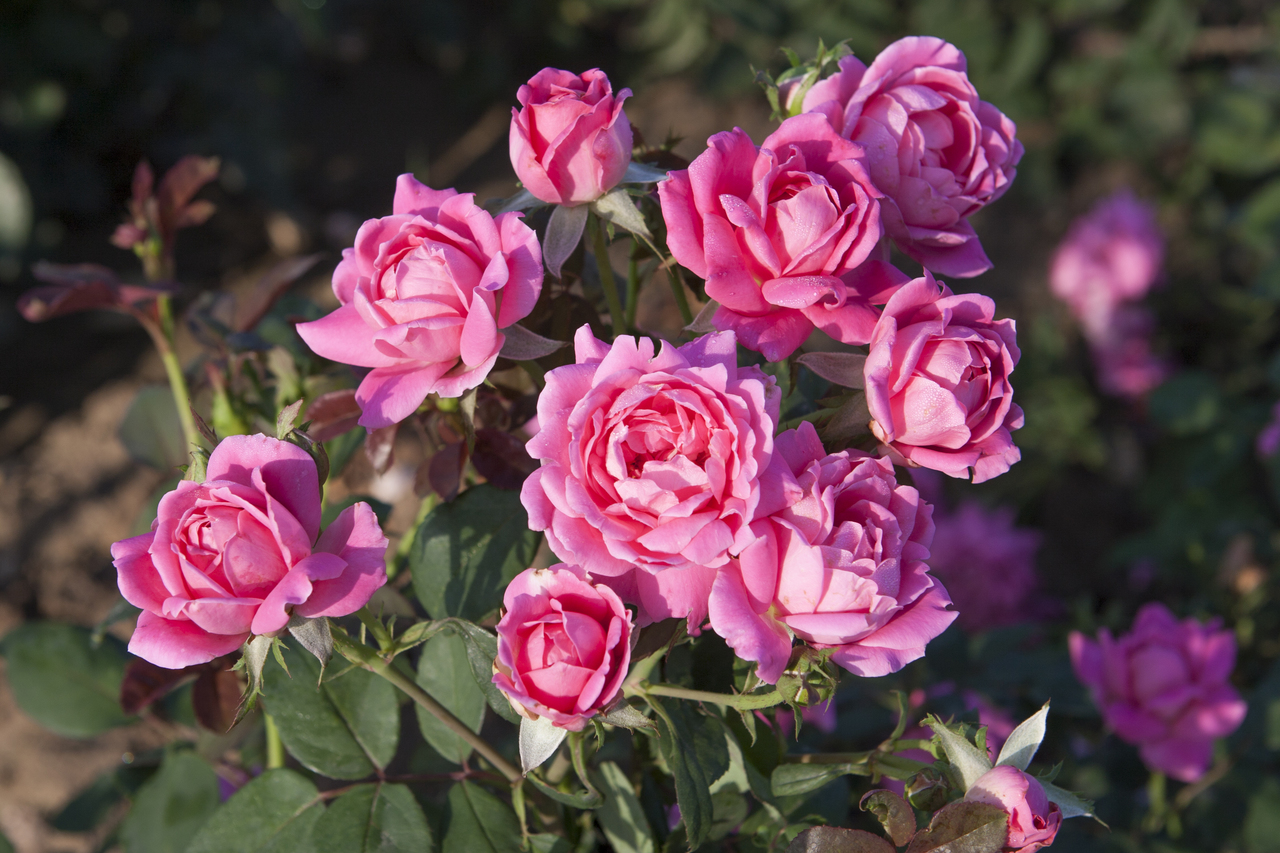 pink double knockout rose