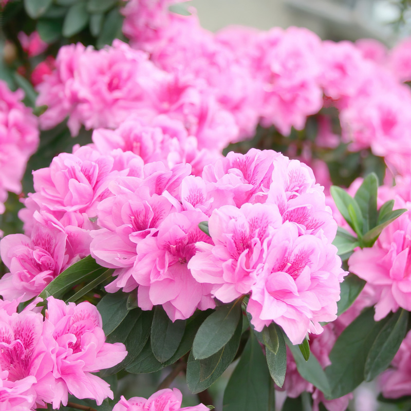Autumn Carnation Encore Azalea | PlantAddicts.com