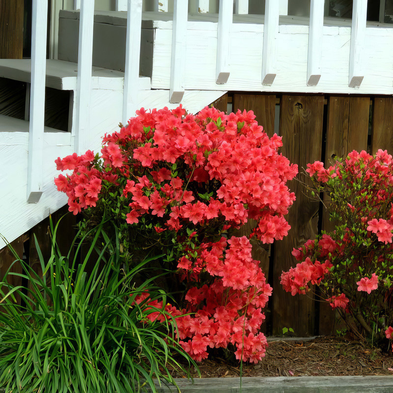 Autumn Embers Encore Azalea | PlantAddicts.com