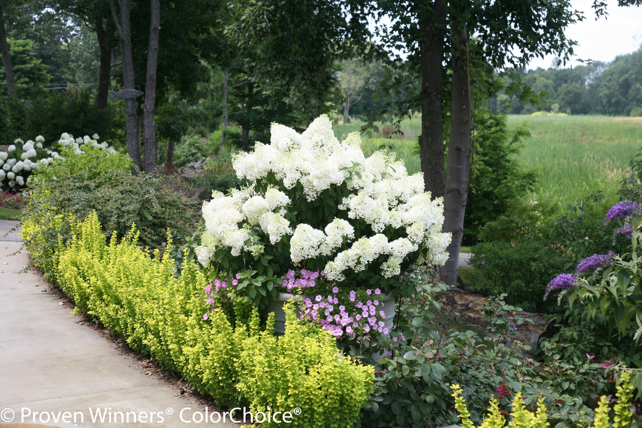 bobo hydrangea bloom time