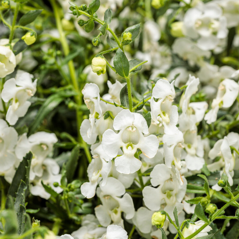 Snapdragon Flower Dead
