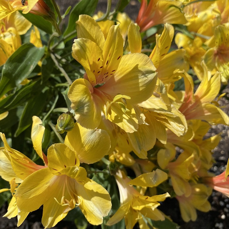 Inca Gold Rush™ Peruvian Lily | Plant Addicts