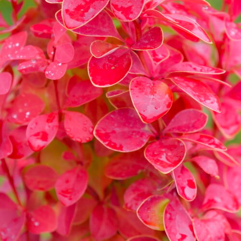 Sunjoy Orange Pillar™ Barberry | Plant Addicts