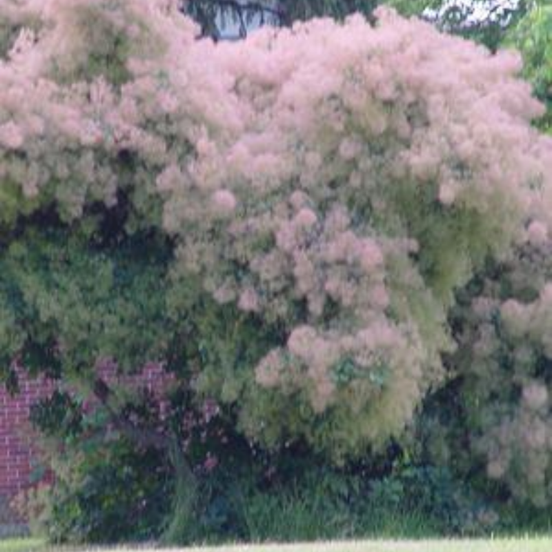 American Smoketree | Plant Addicts
