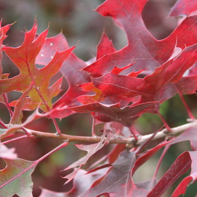 Scarlet Oak | Plant Addicts