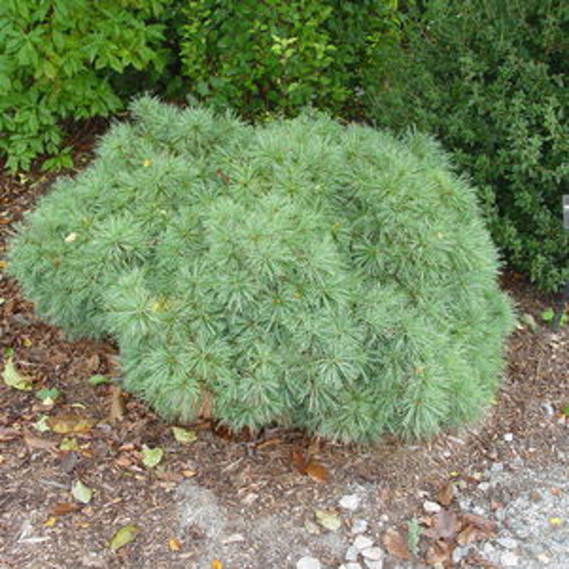 Soft Touch White Pine | Plant Addicts