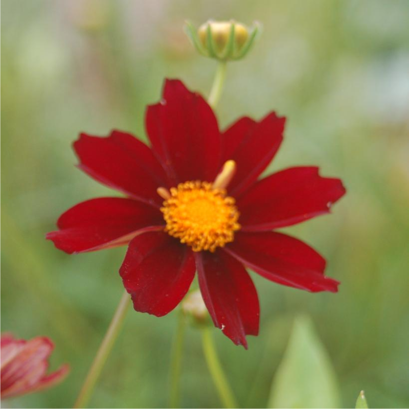 mercury rising coreopsis