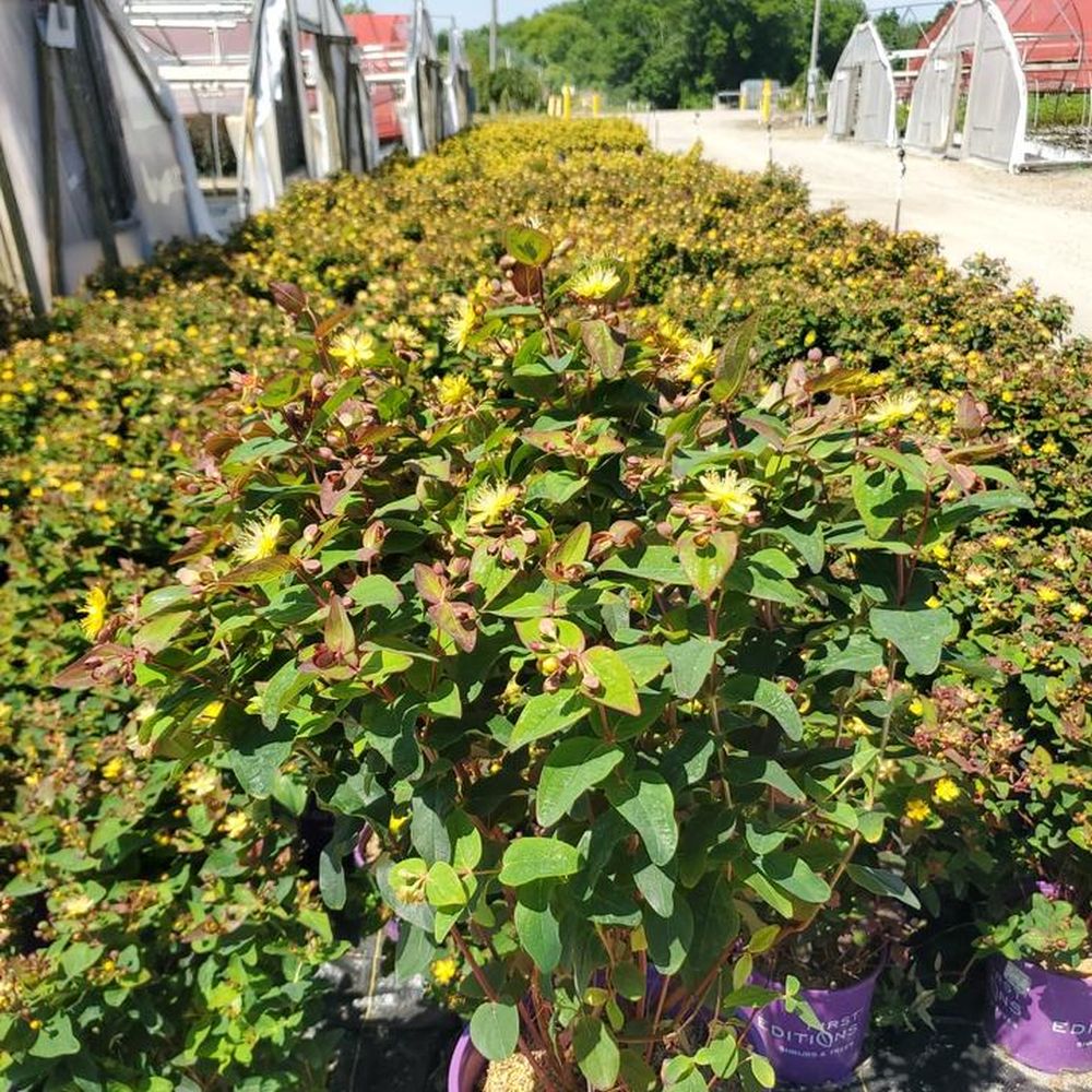 hypericum inodorum native range