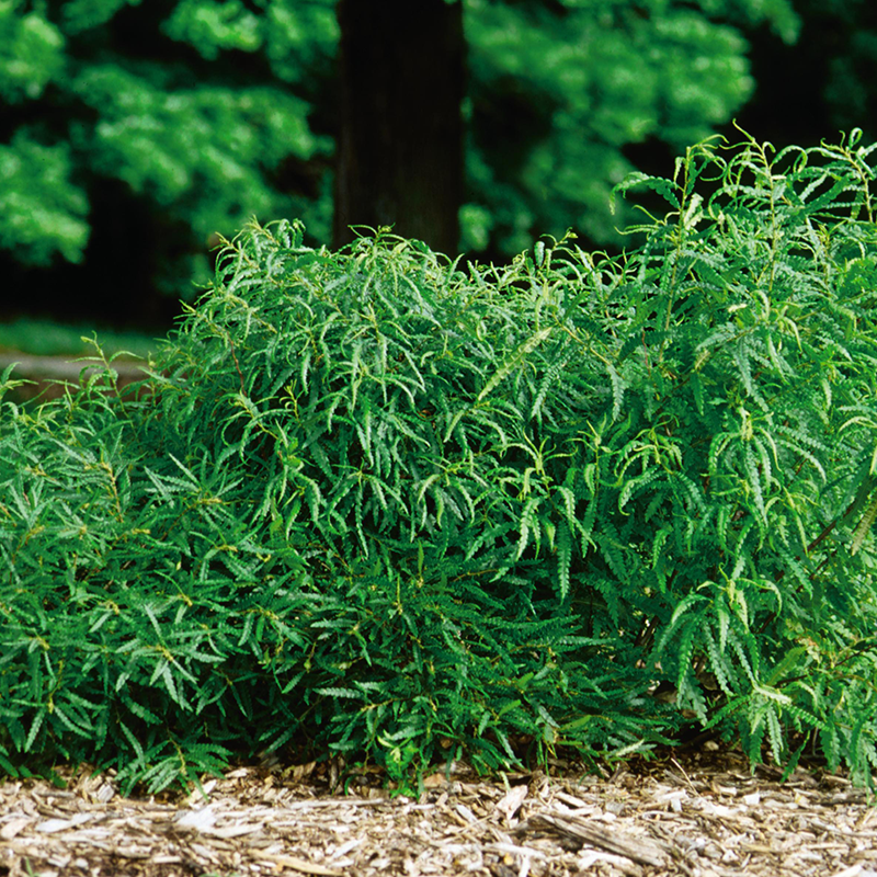 Sweetfern | Plant Addicts