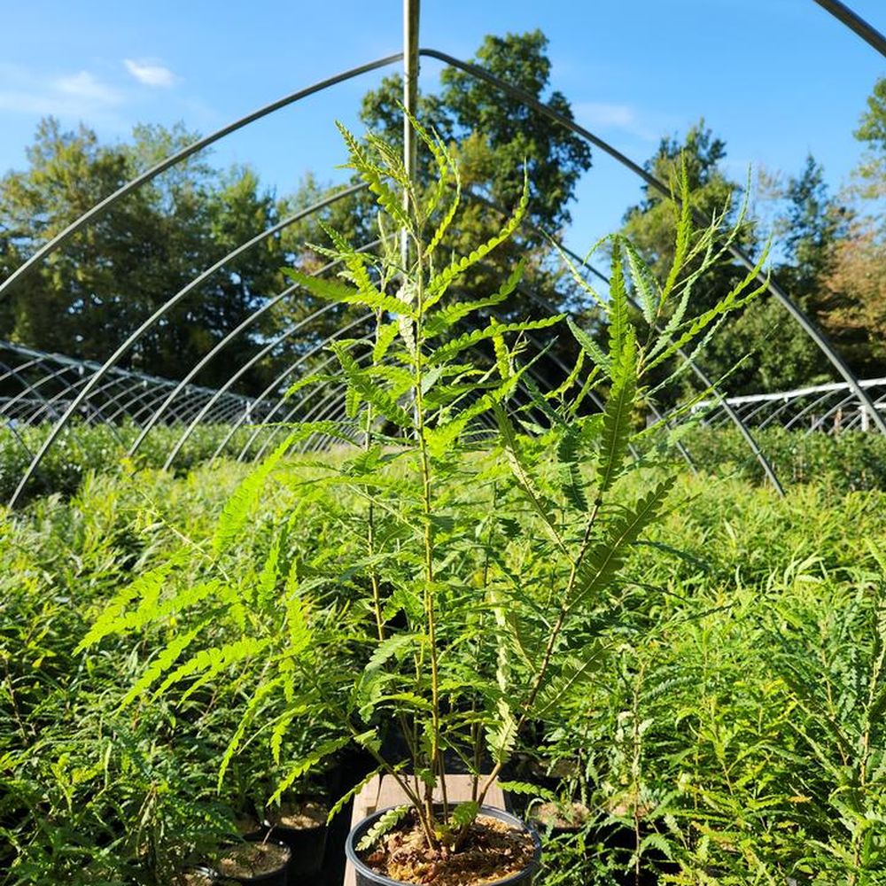 Sweetfern | Plant Addicts