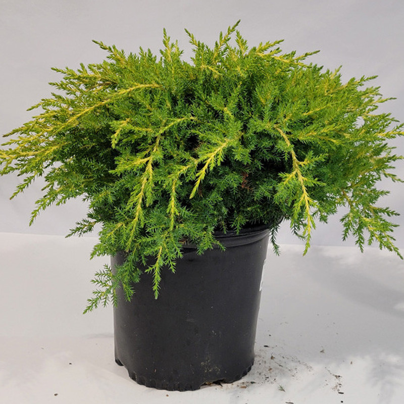 Gold Star® Juniper | Plant Addicts