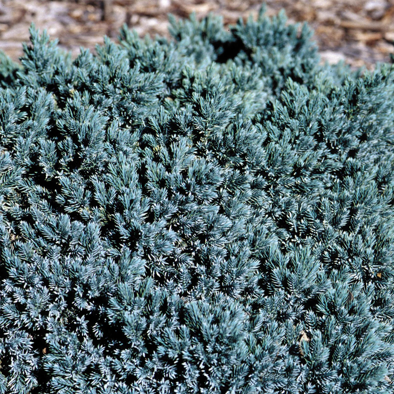 small blue star juniper